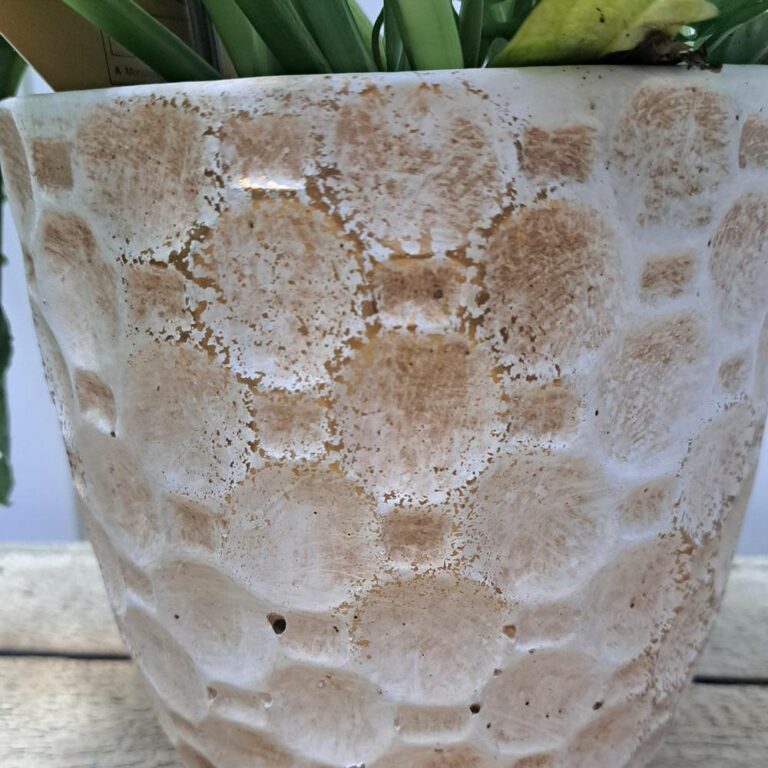 Monstera monkey en maceta Eskata - Lekanda Floristas